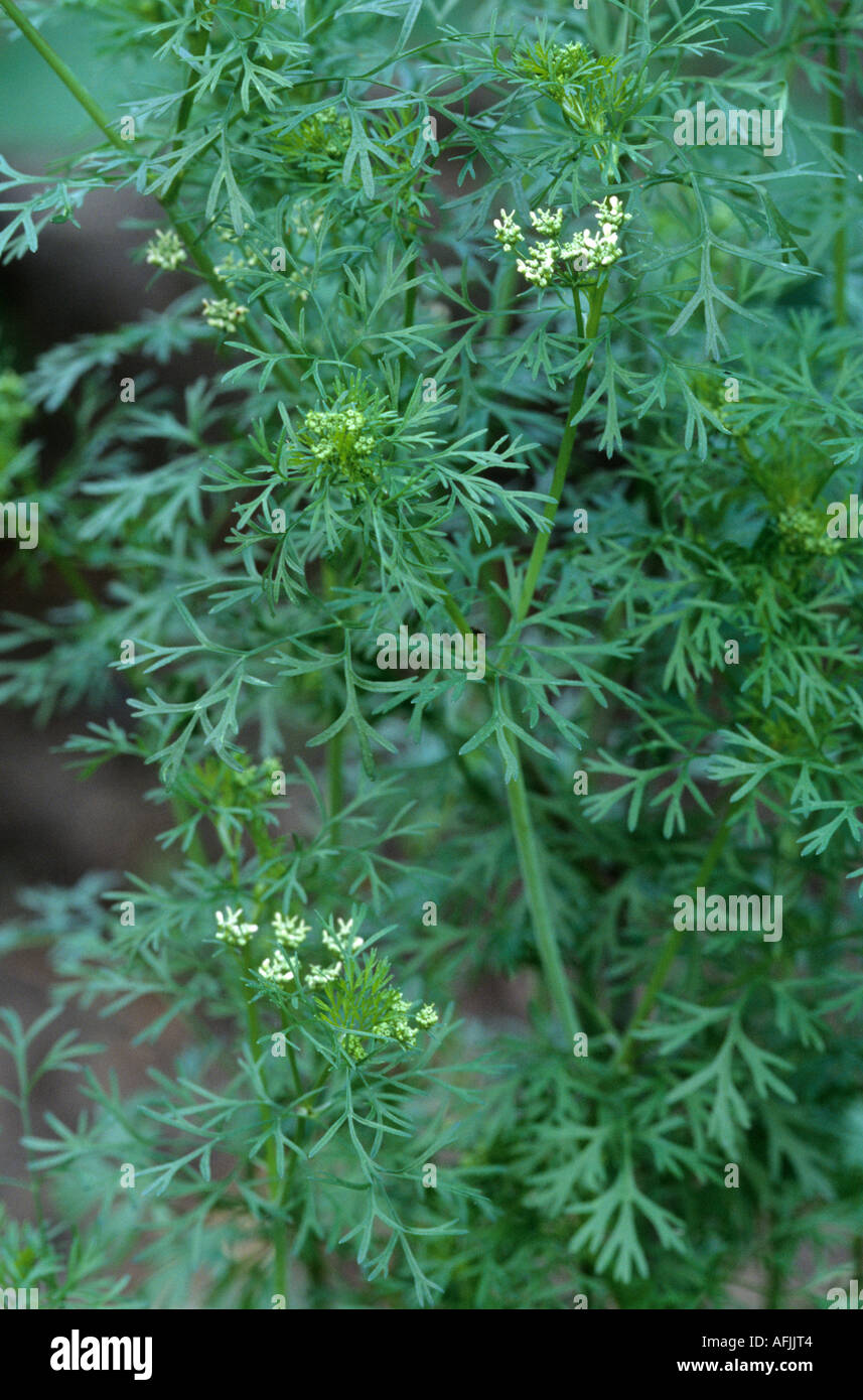 Cilantro in bloom hi-res stock photography and images - Alamy