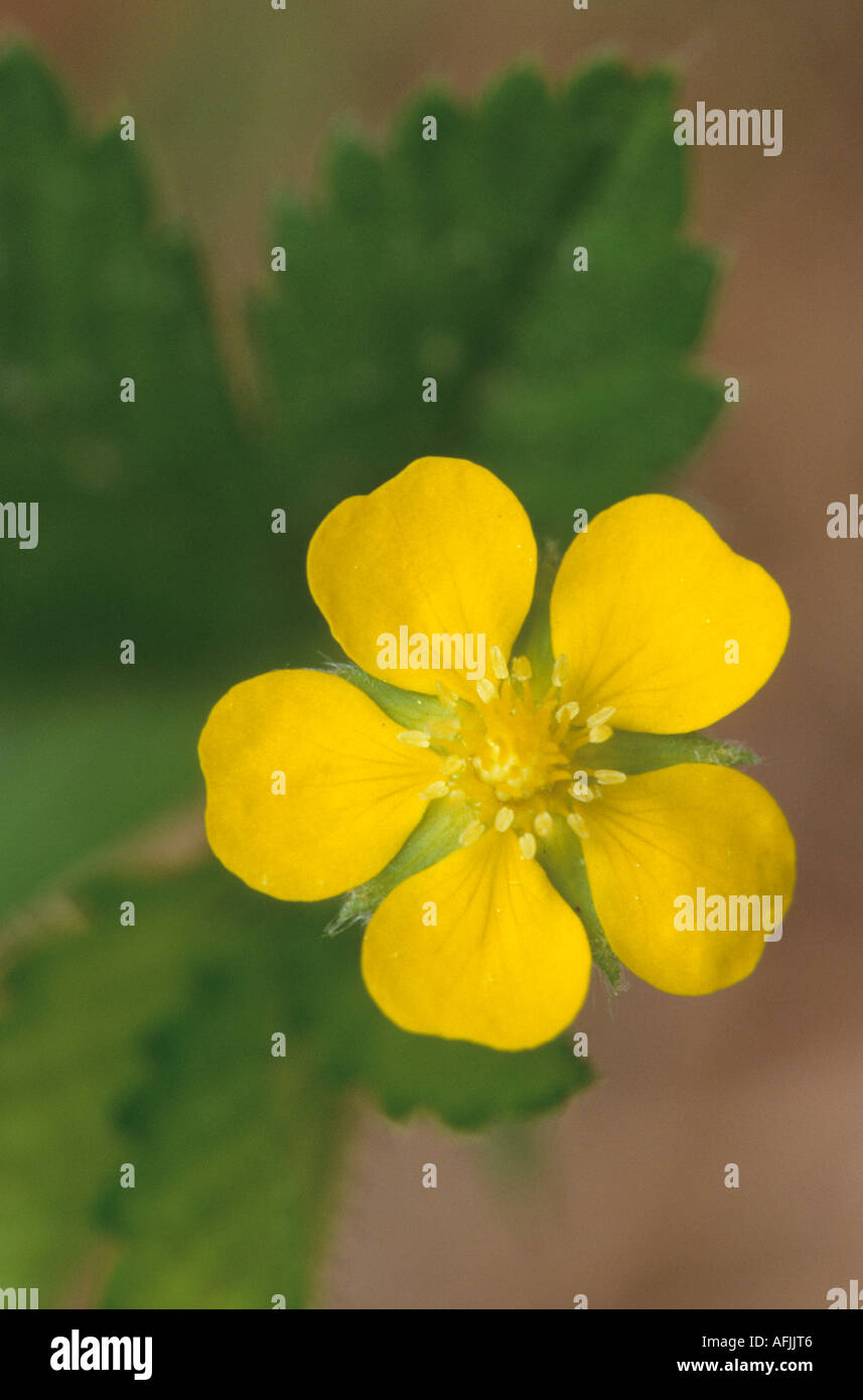 Common Cinquefoil, Potentilla simplex Stock Photo - Alamy