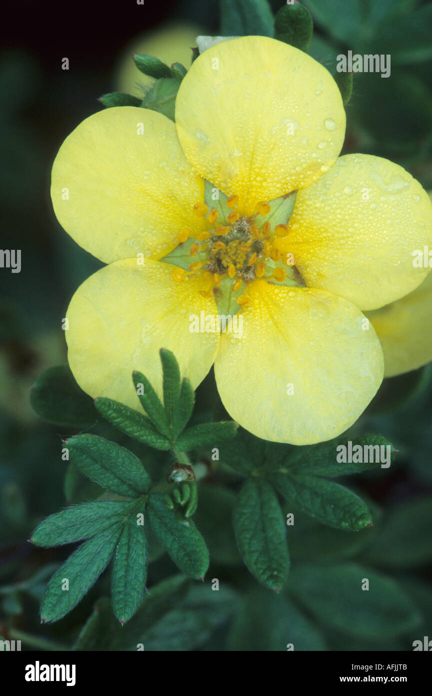 Shrubby Cinquefoil, Potentilla fruticosa Stock Photo - Alamy