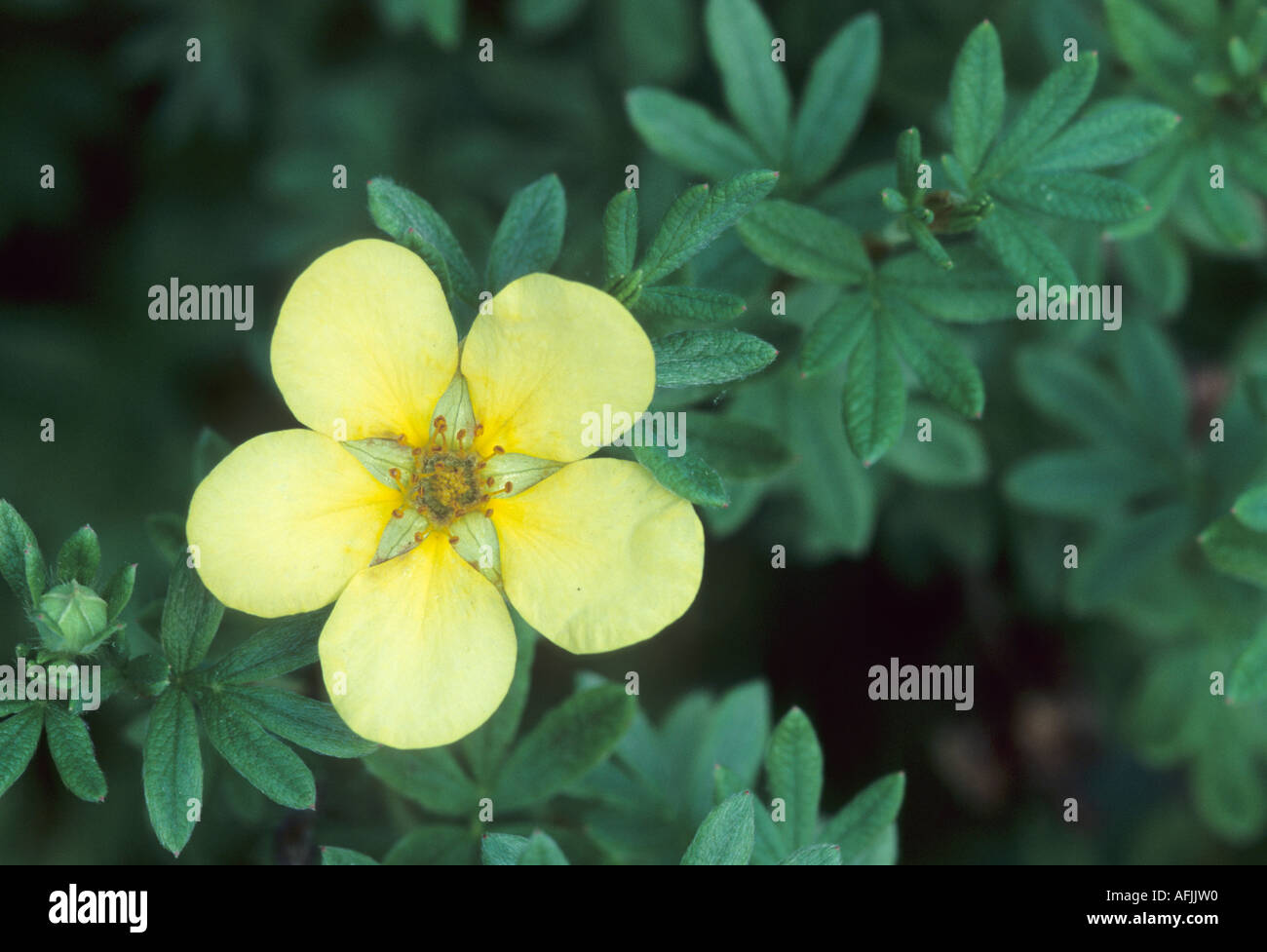 Shrubby fields hi-res stock photography and images - Alamy