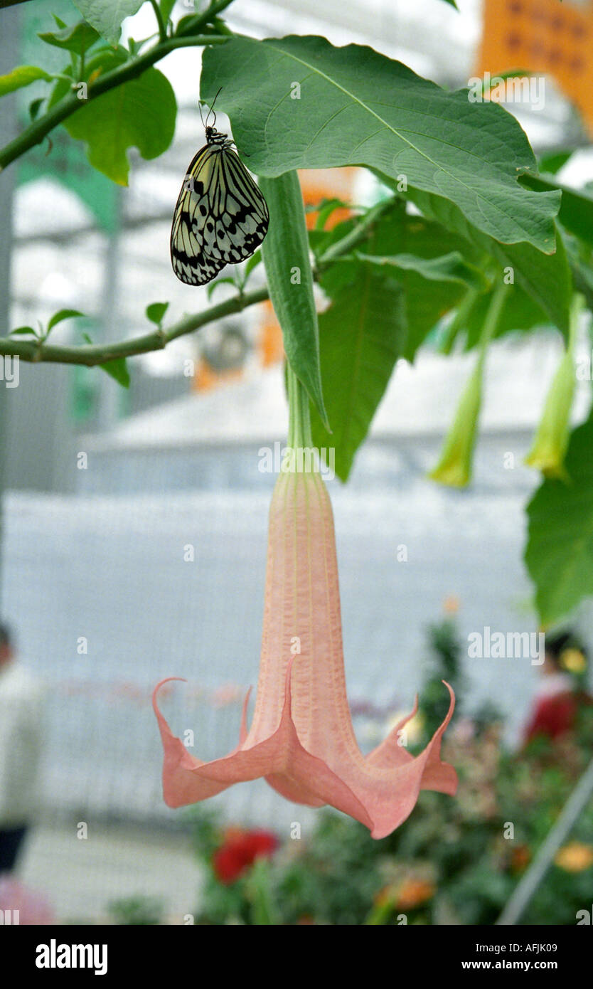 Pink angels trumpet flowering hi-res stock photography and images - Alamy