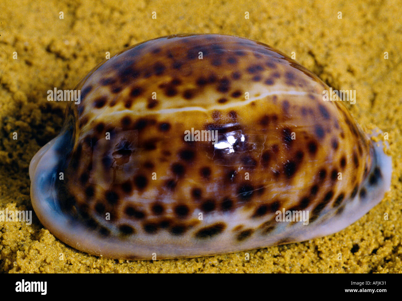 Cowrie shell hi-res stock photography and images - Alamy