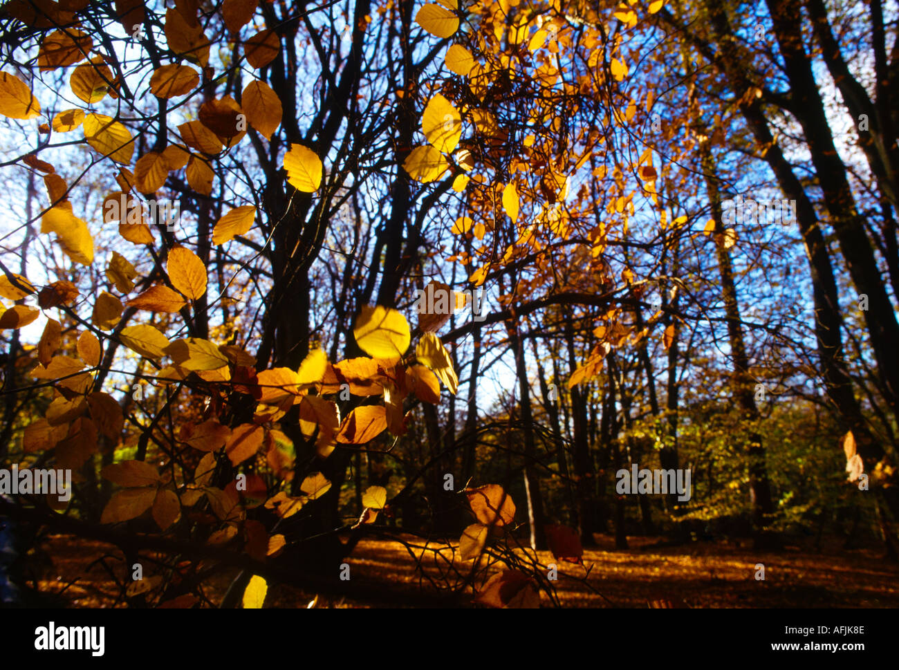 Coldharbour surrey hi-res stock photography and images - Alamy