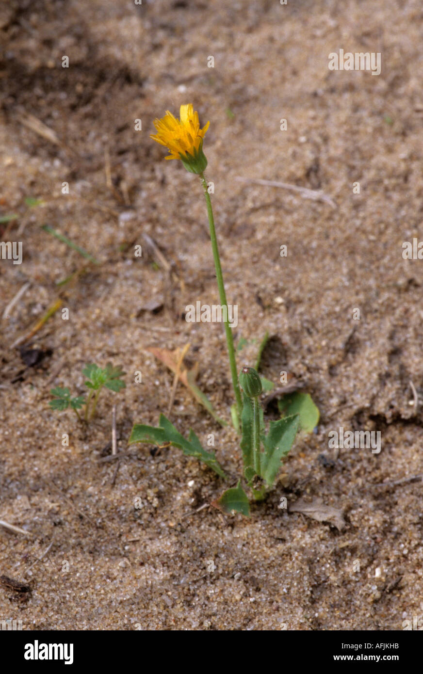 Dwarf Dandelion, Krigia virginica Stock Photo - Alamy