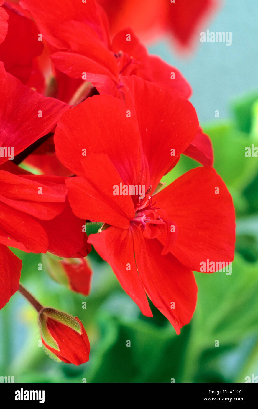 Common Seed Geranium, Pelargonium hortorum Stock Photo - Alamy