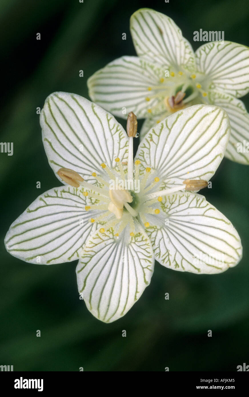 Grass of Parnassus, Parnassia glauca, blossom close up Stock Photo - Alamy