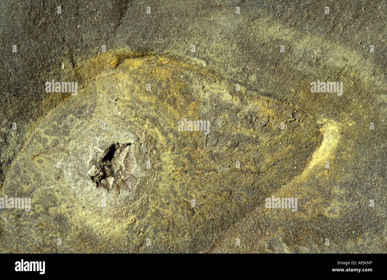 Concretion in Antrim Shale, Northern Michigan Basin Stock Photo - Alamy