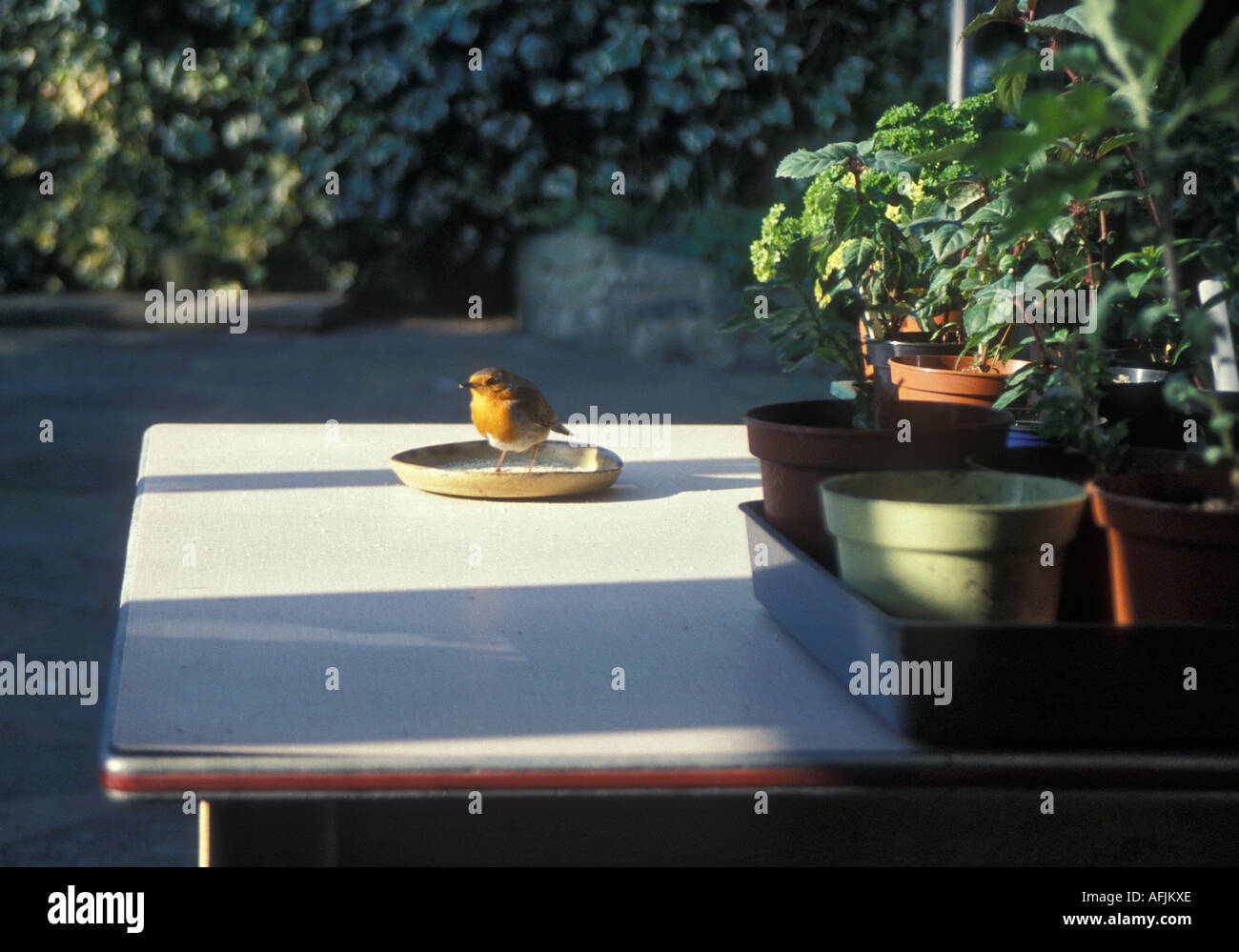 Robin hand feeding hi-res stock photography and images - Alamy