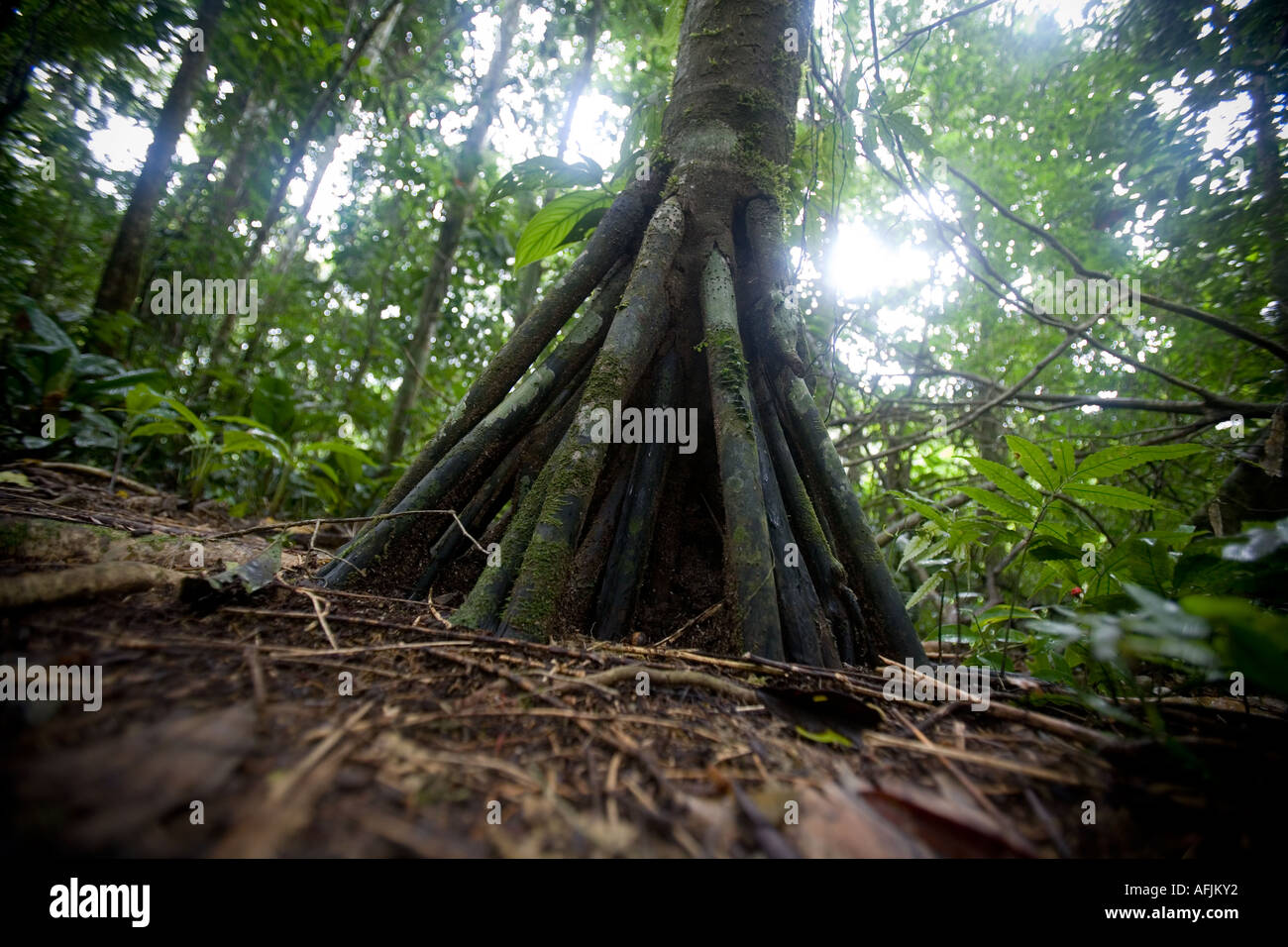 Walking palm ecuador hi-res stock photography and images - Alamy