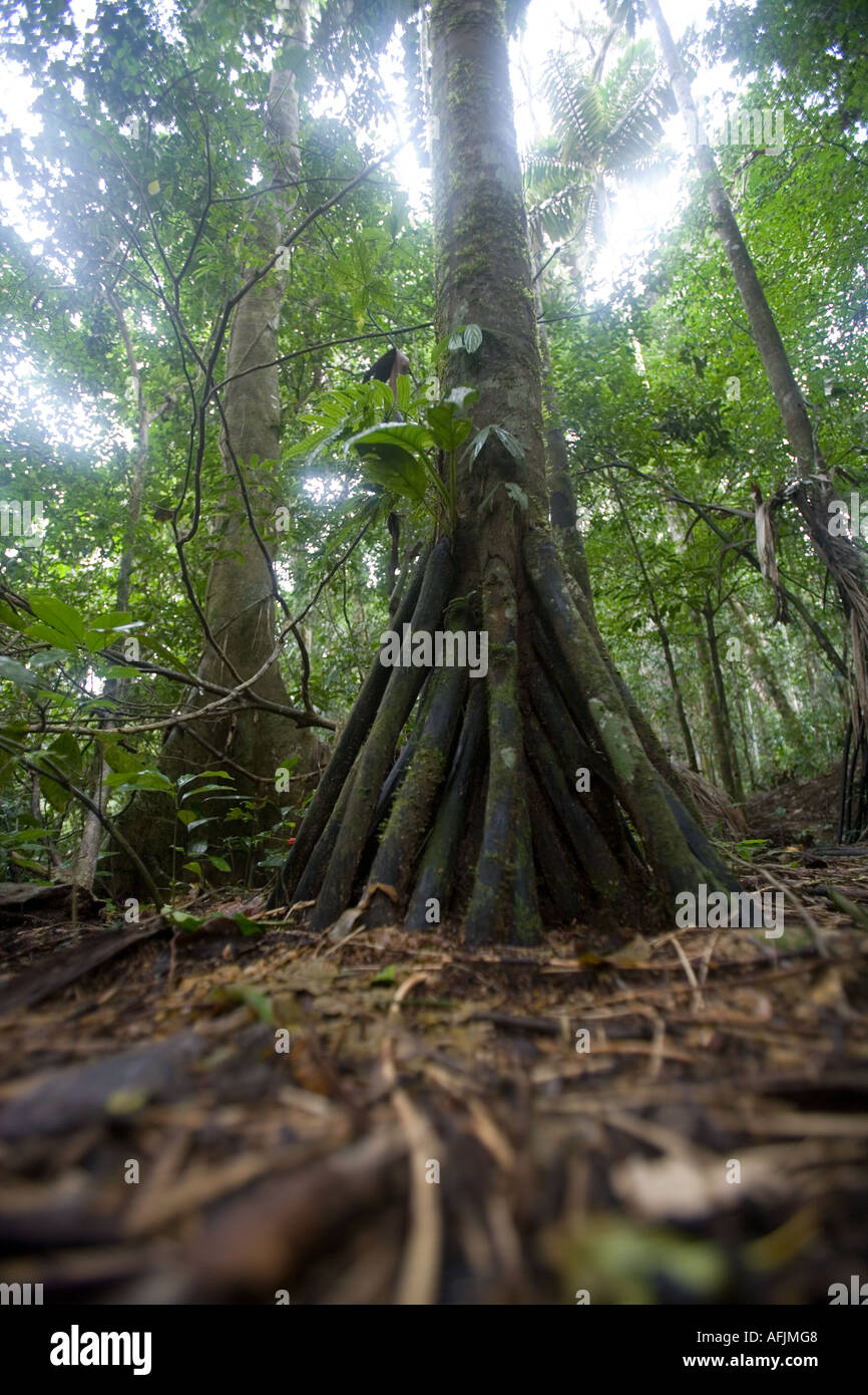 Walking palm ecuador hi-res stock photography and images - Alamy