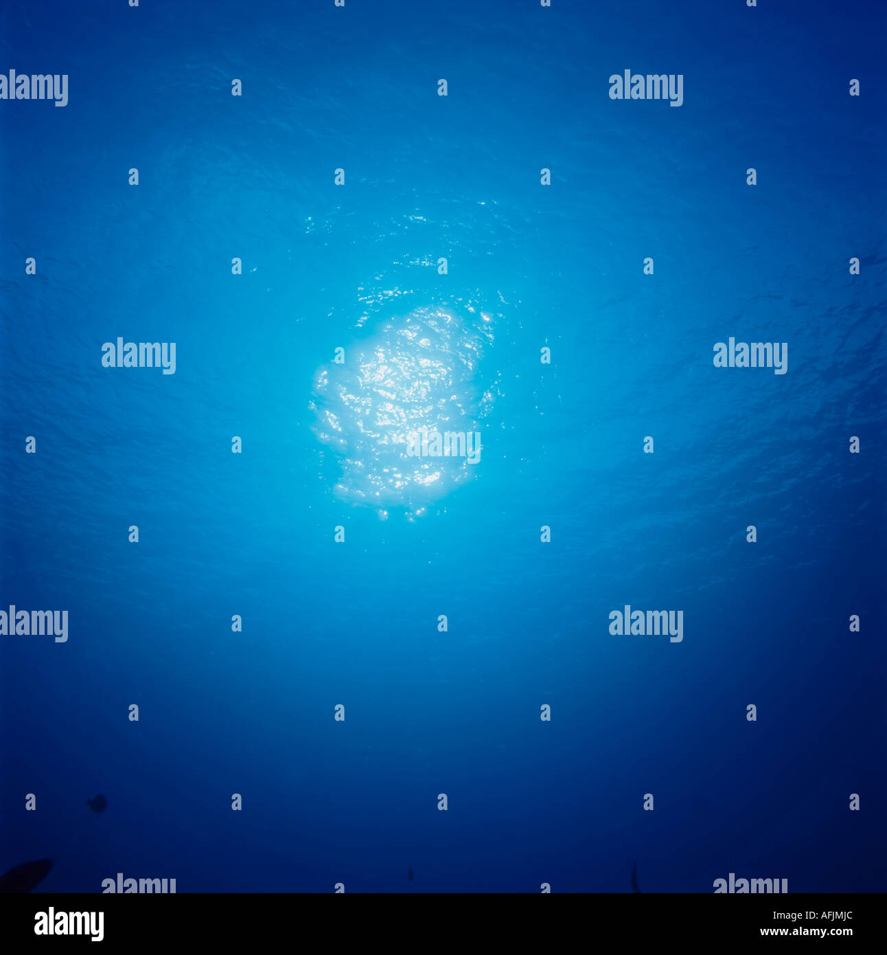 Looking up surface from underwater hi-res stock photography and images ...