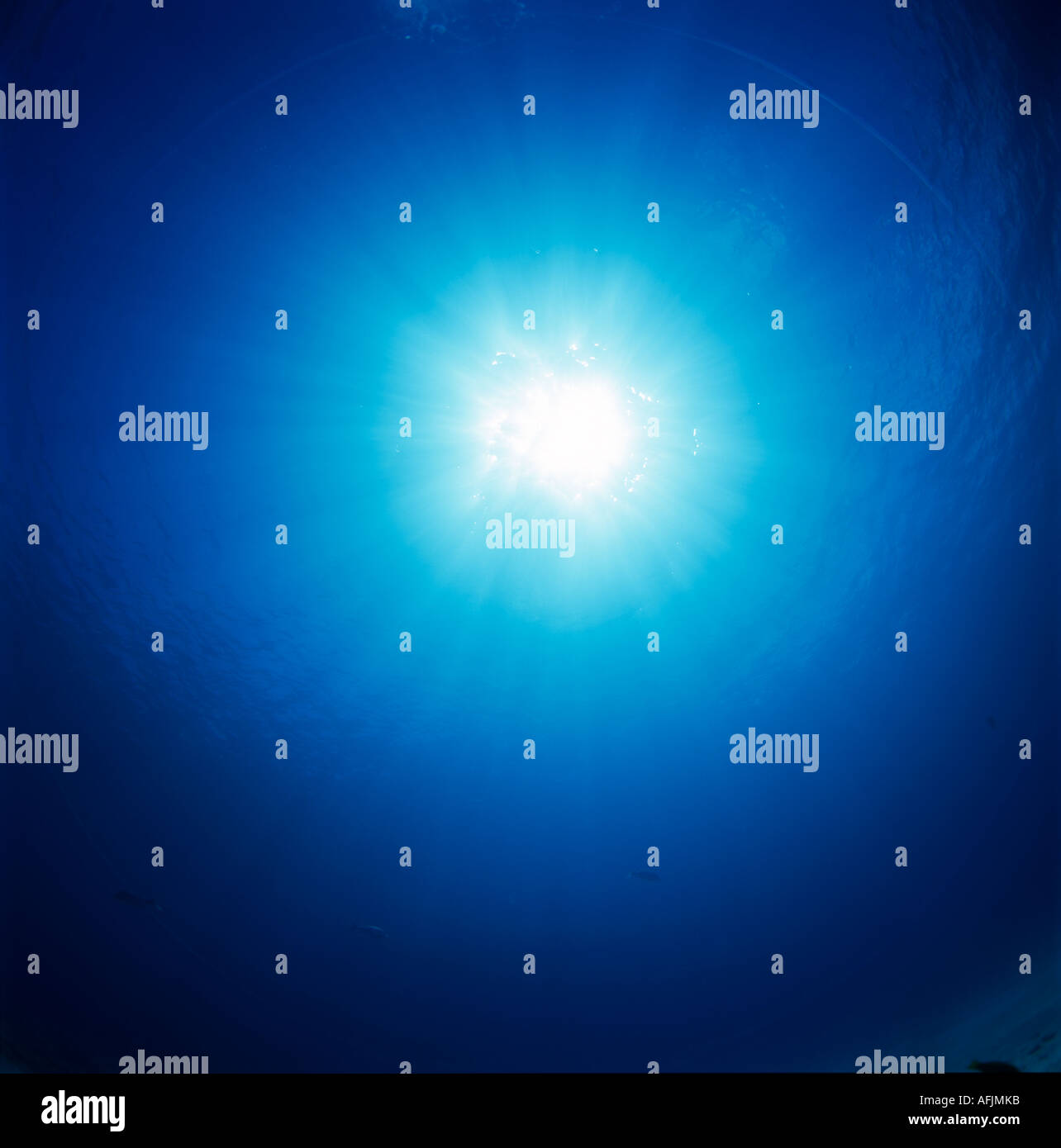 Looking up surface from underwater hi-res stock photography and images ...