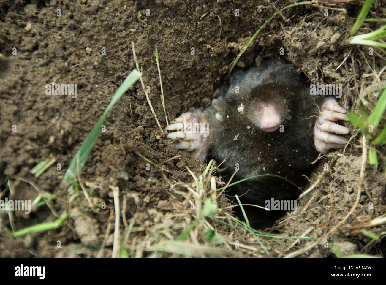 Image of a mole appearing out of his hole Stock Photo - Alamy