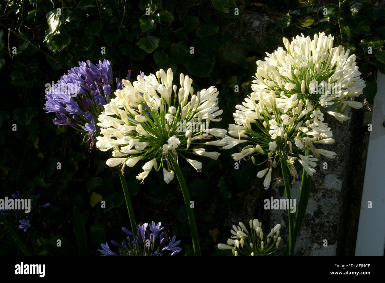 Agapantha flower hi-res stock photography and images - Alamy