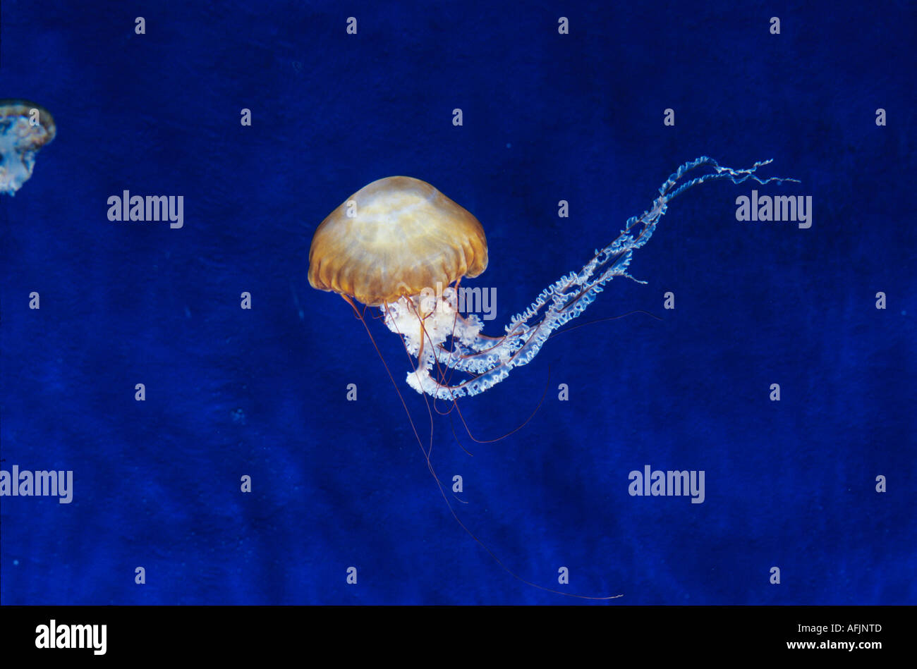 Brown sea nettle jellyfish hi-res stock photography and images - Alamy
