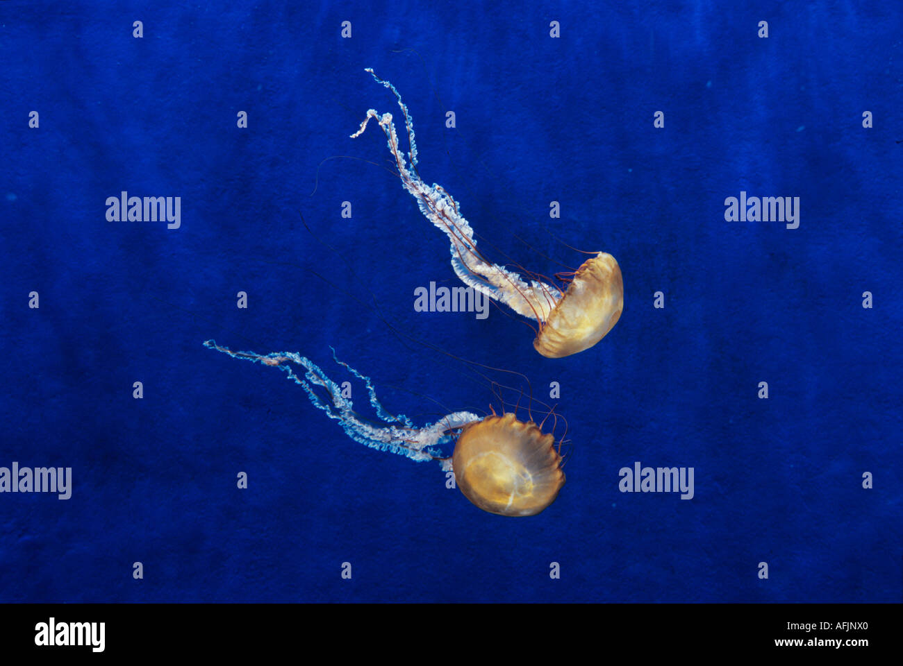Brown sea nettle jellyfish hi-res stock photography and images - Alamy