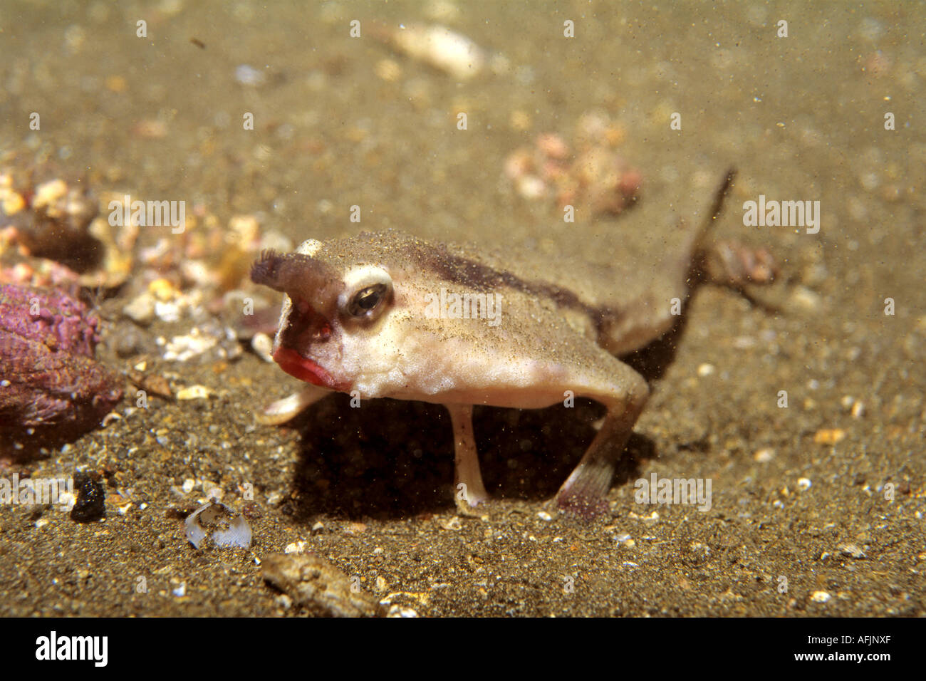 Red lipped batfish hi-res stock photography and images - Alamy