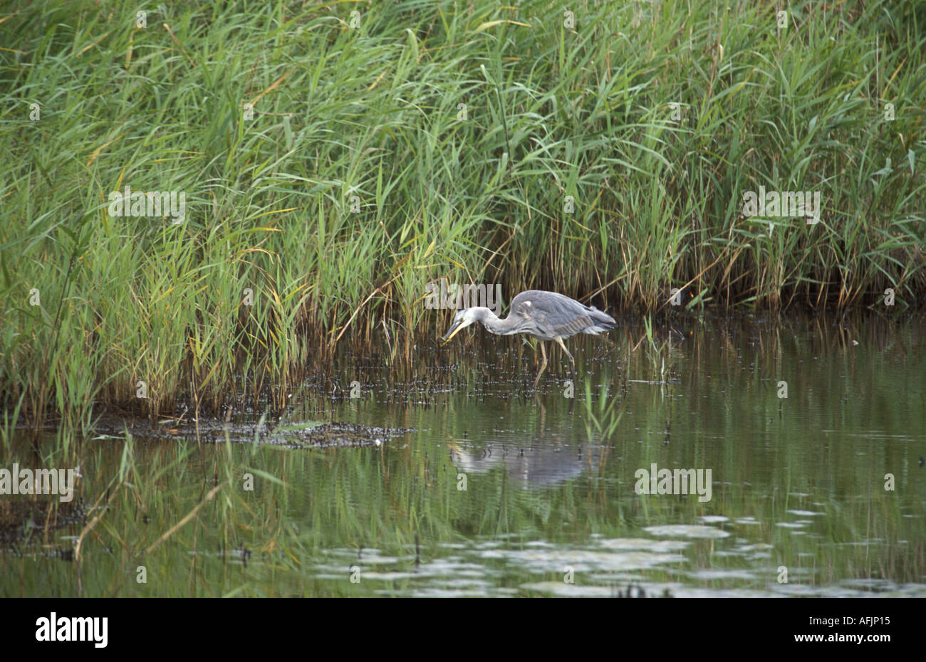 Lower moors nature reserve hi-res stock photography and images - Alamy