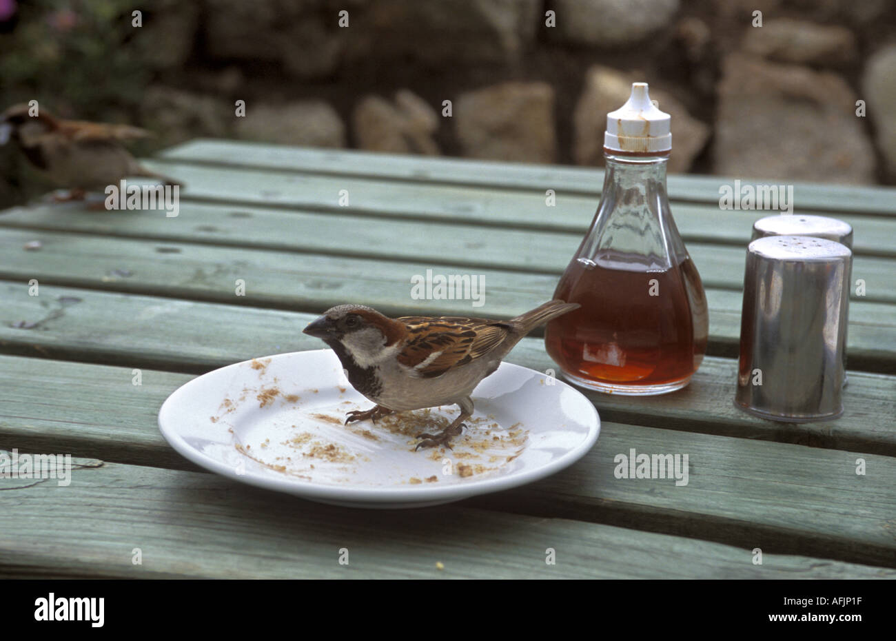 Sparrow on cafe table hi-res stock photography and images - Alamy
