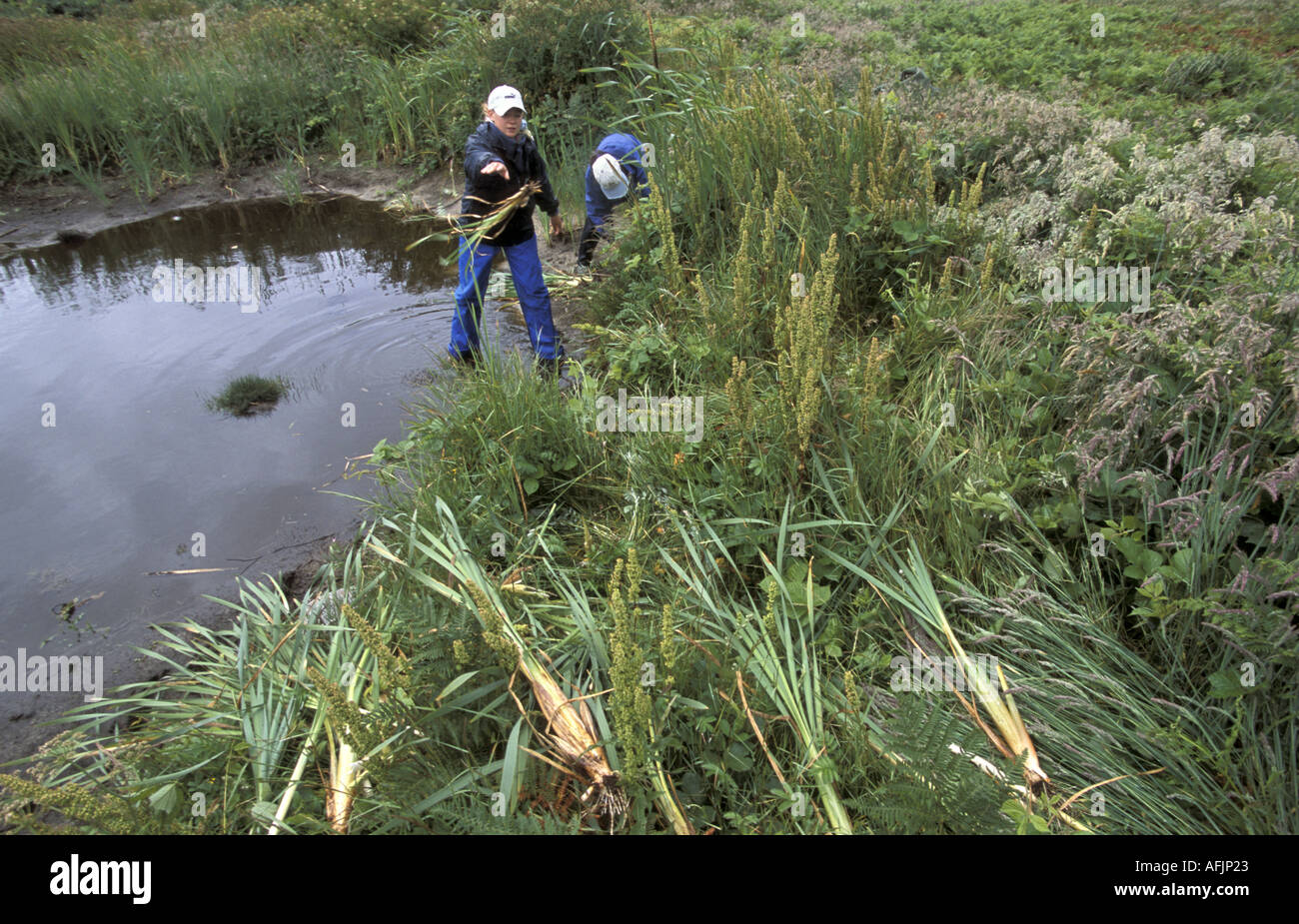Volunteers clear invasive and alien reed mace from pond on Bryher ...