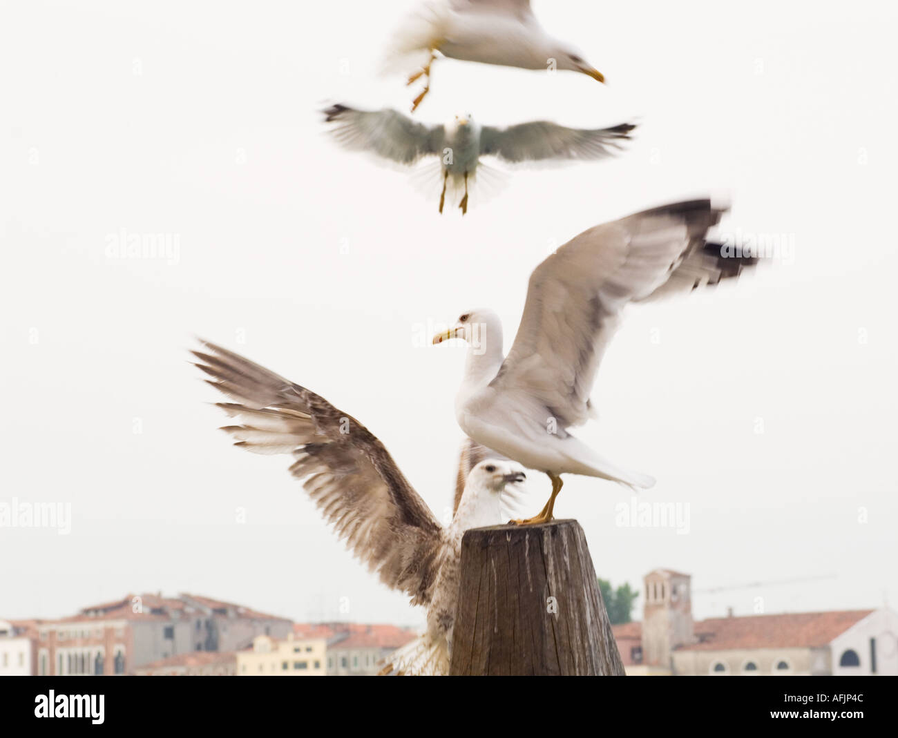 Color squarish image of four seaguls flying and competing over one ...