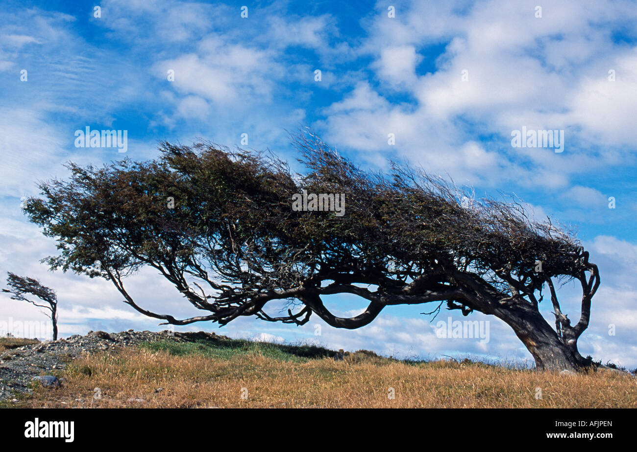 Tree bent over from the strong Tierra Del Fuego West winds Stock Photo ...