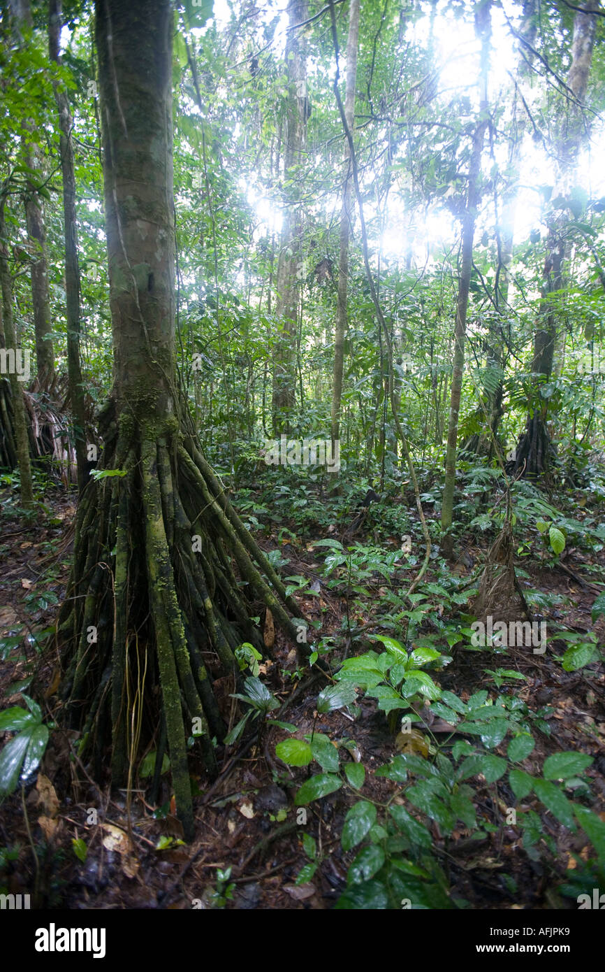 Pambil hi-res stock photography and images - Alamy