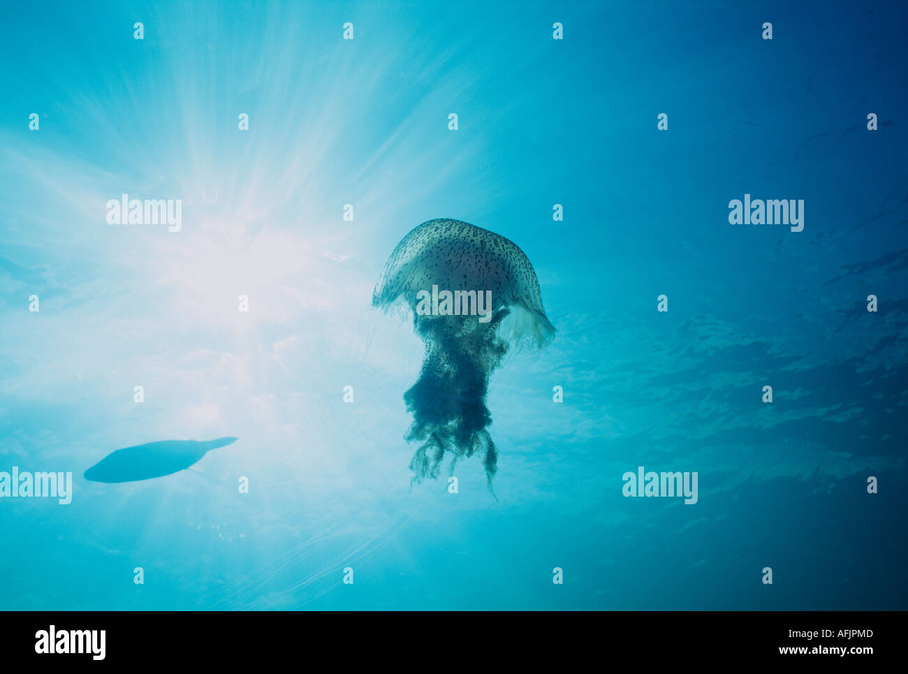 JELLYFISH FLOATING IN THE SEA Stock Photo - Alamy