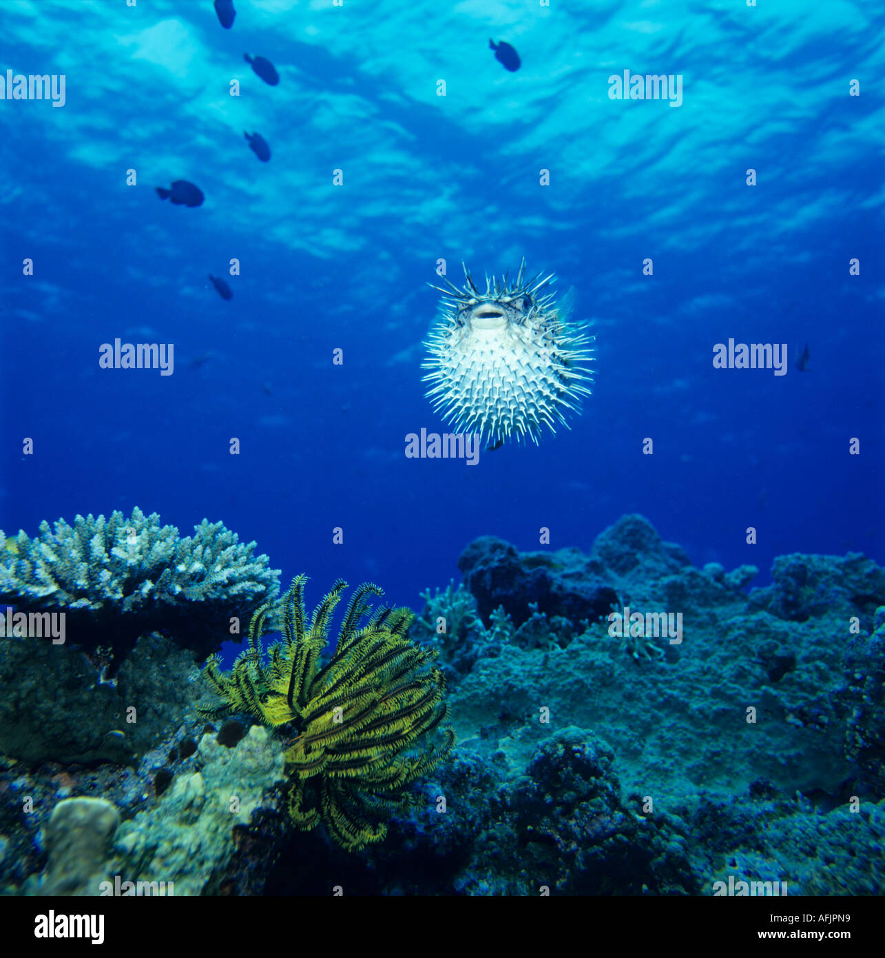 Rounded porcupinefish hi-res stock photography and images - Alamy
