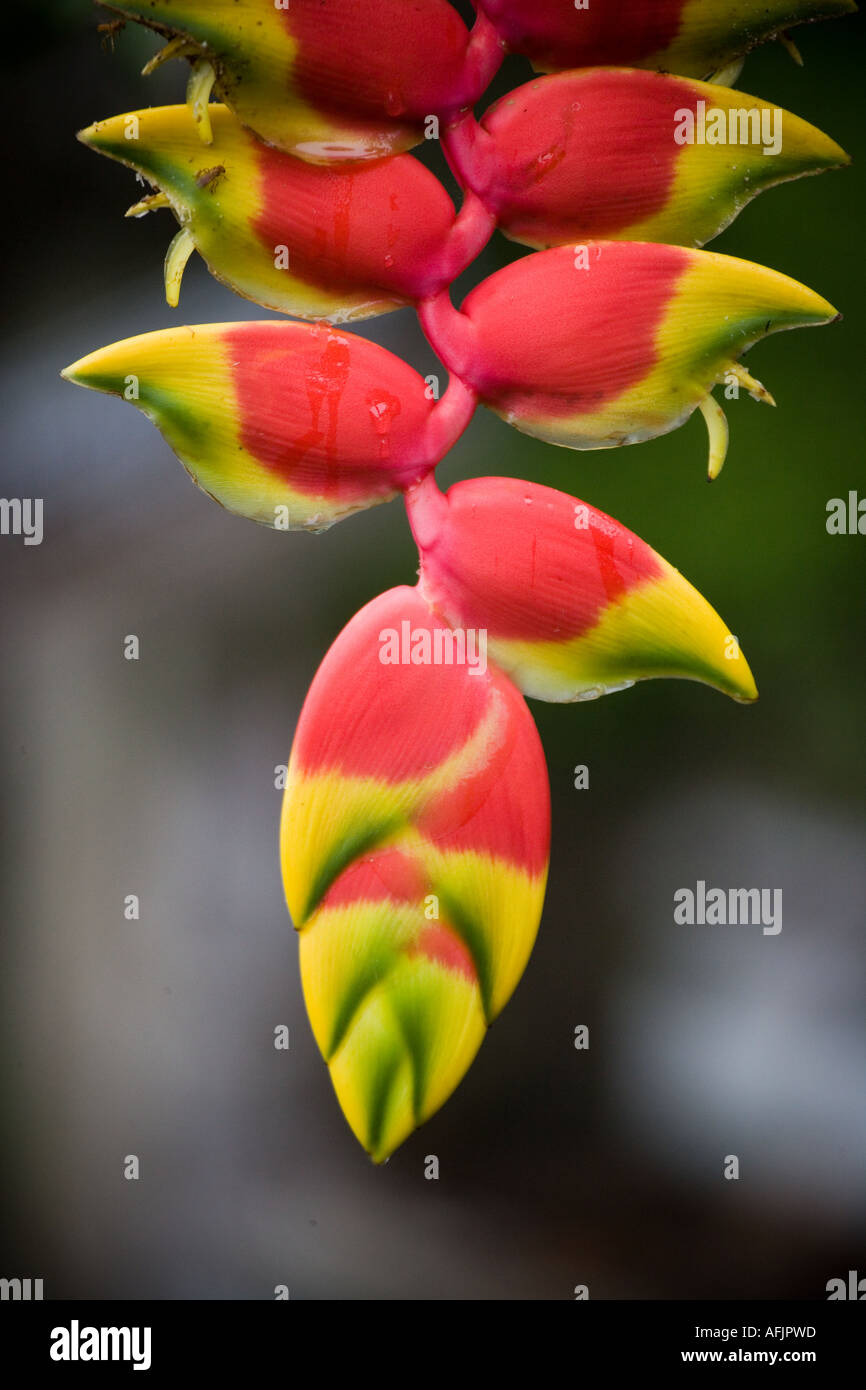 Heliconia sp Rain forest near the Pastasa River in south east Ecuador ...