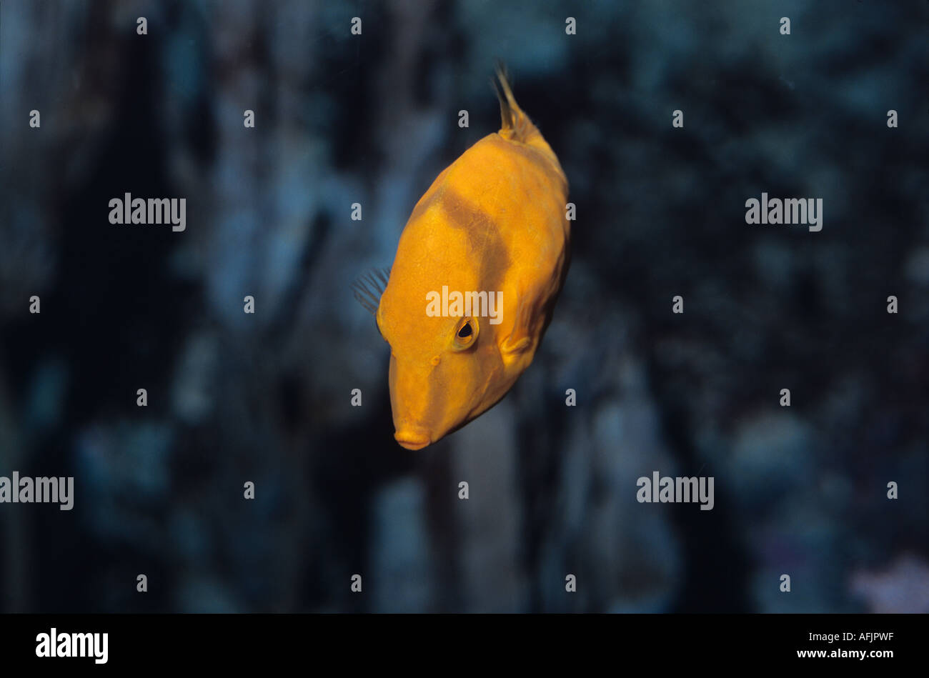 Orange toadfish hi-res stock photography and images - Alamy