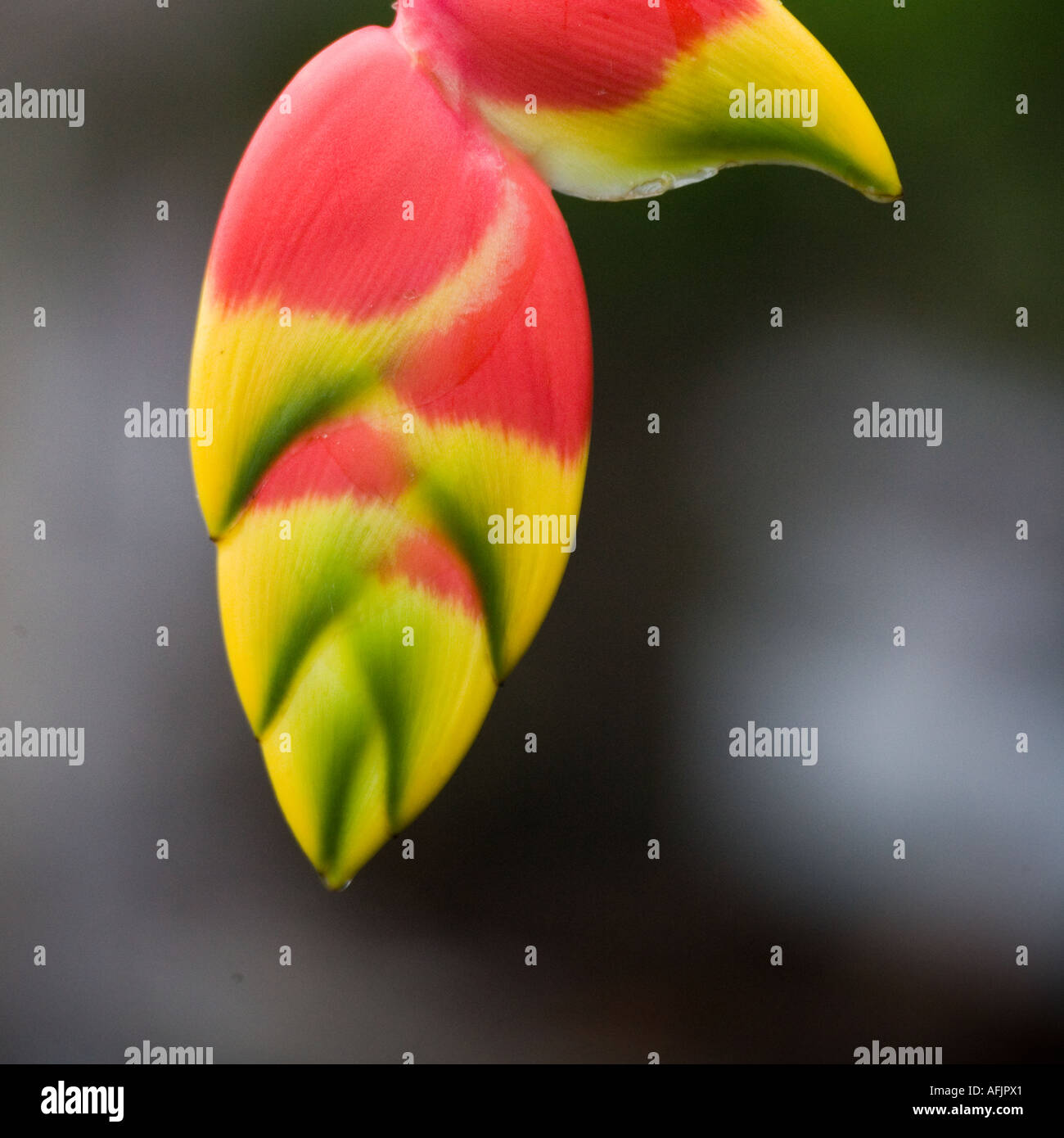 Heliconia sp Rain forest near the Pastasa River in south east Ecuador ...