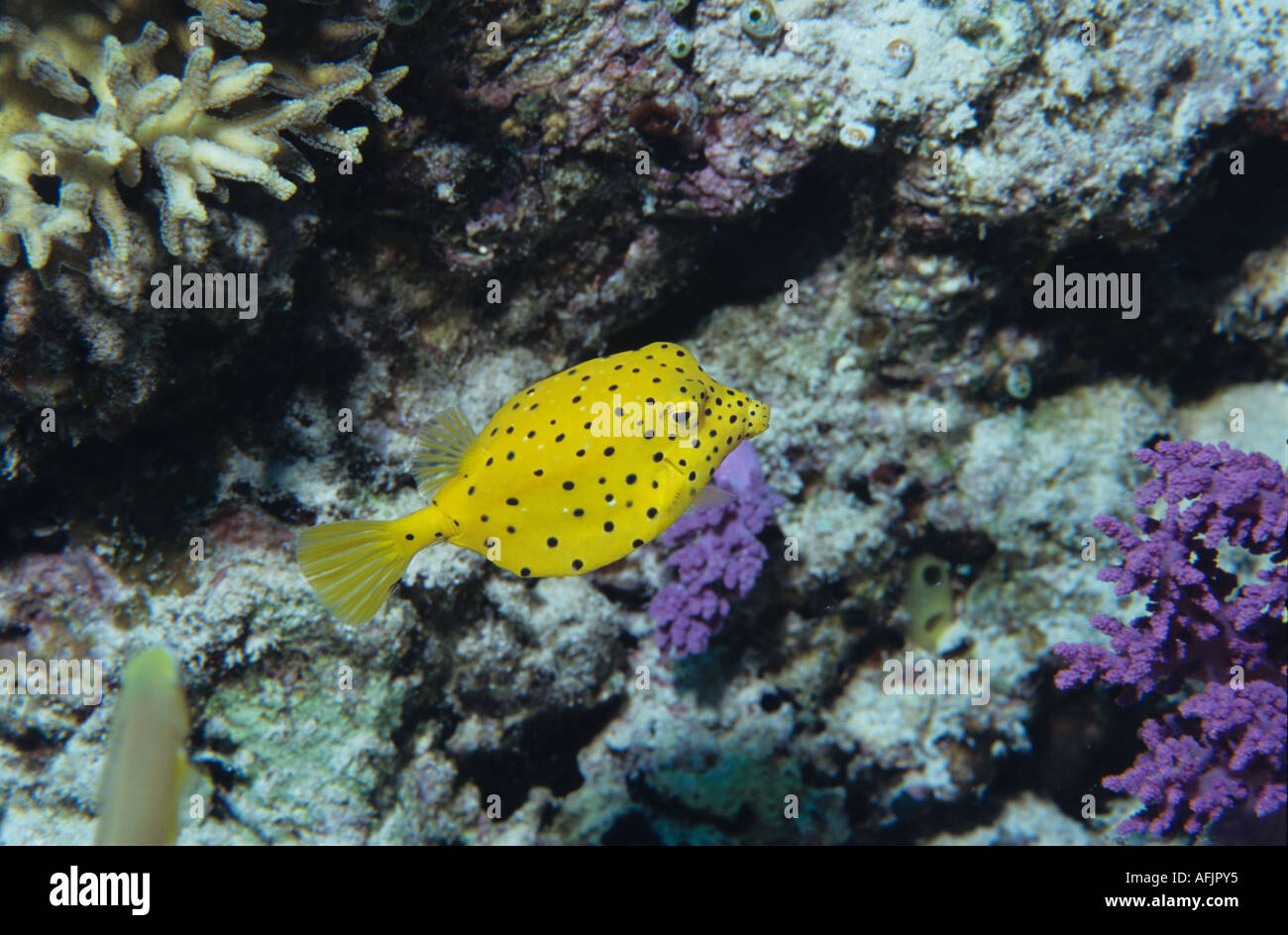 CUBE BOXFISH SWIMMING IN THE SEA Stock Photo - Alamy