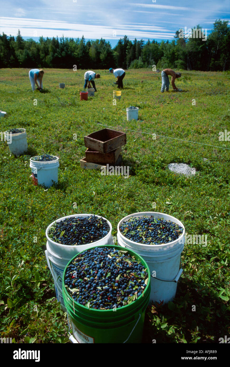 Native americans in new england hi-res stock photography and images - Alamy
