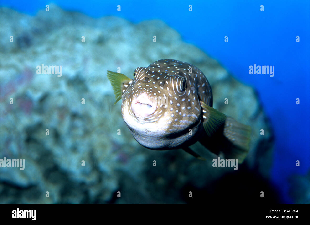 WHITESPOTTED PUFFERFISH FLOATING IN THE WATER Stock Photo - Alamy