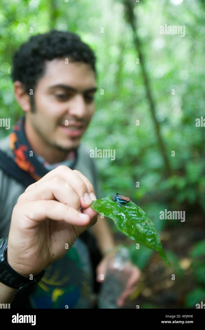 Poison Dart Frog CURARE Family Menispermaceae Genus Chondrodendron ...