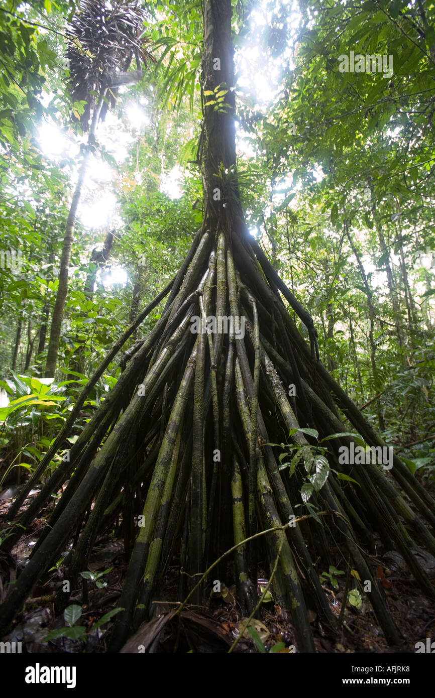 Pambil Palm Iriartea deltoidea Stock Photo - Alamy