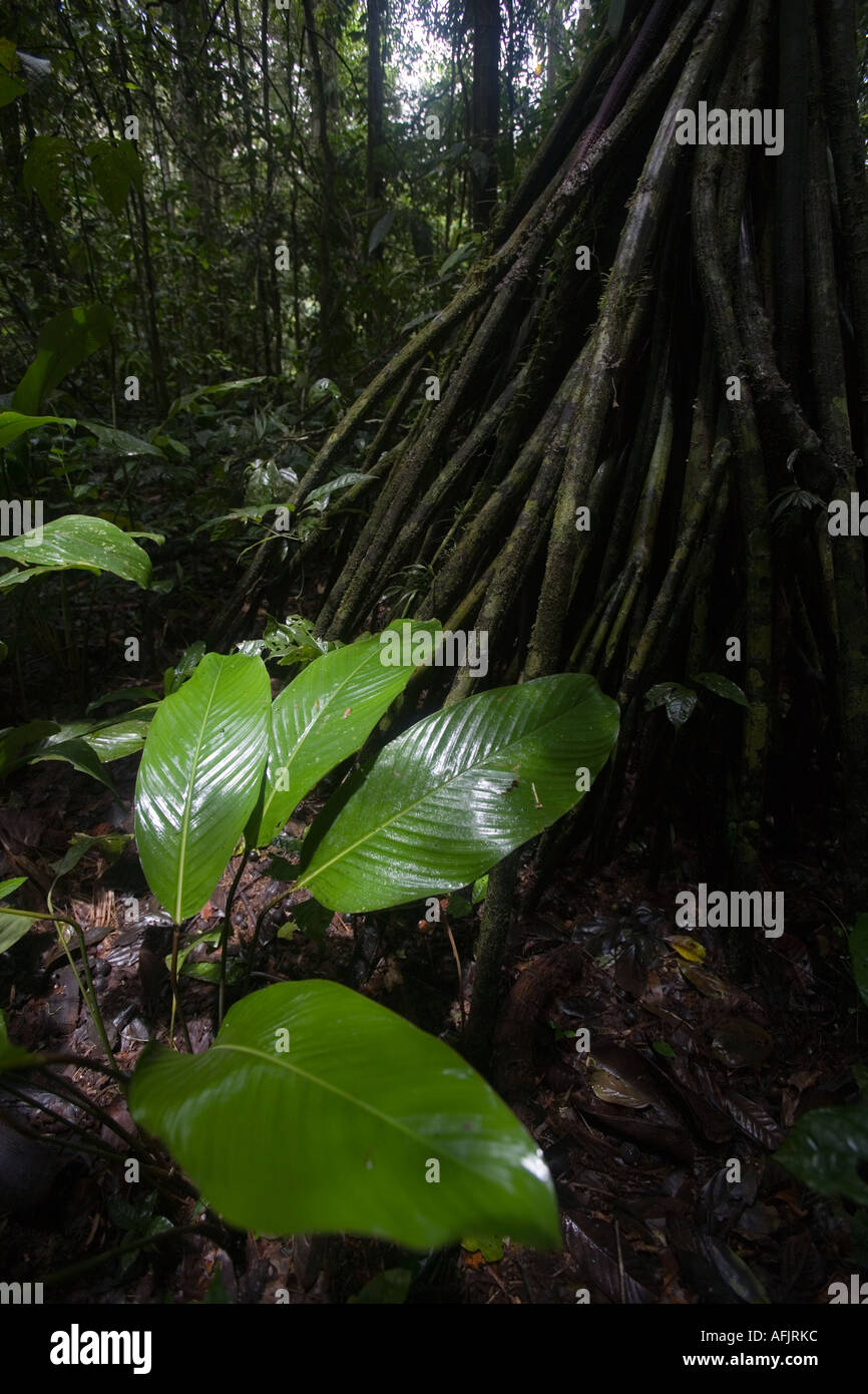 Pambil Palm Iriartea deltoidea Stock Photo - Alamy