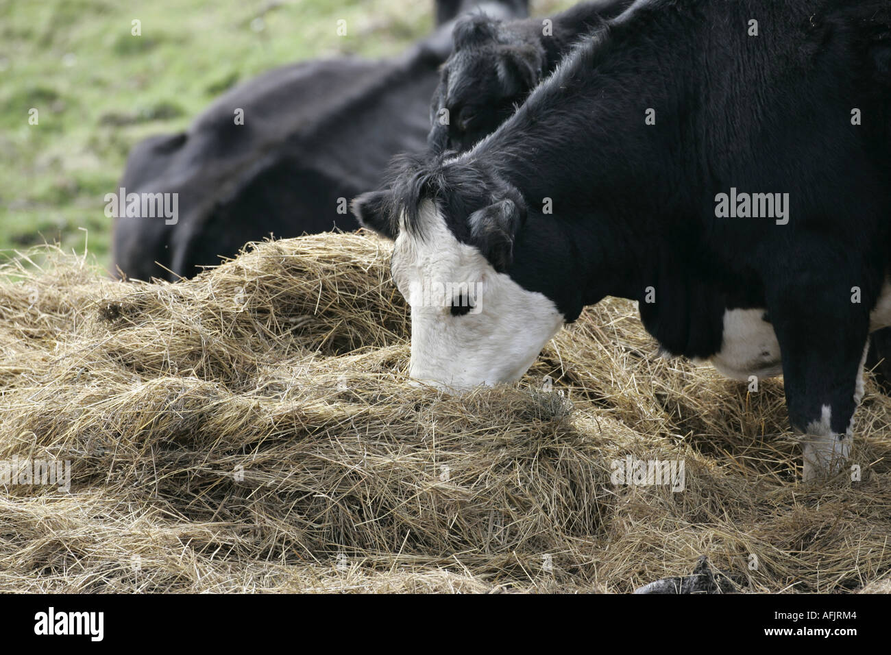 black cows one with white face eat hay on rathlin island northern ...