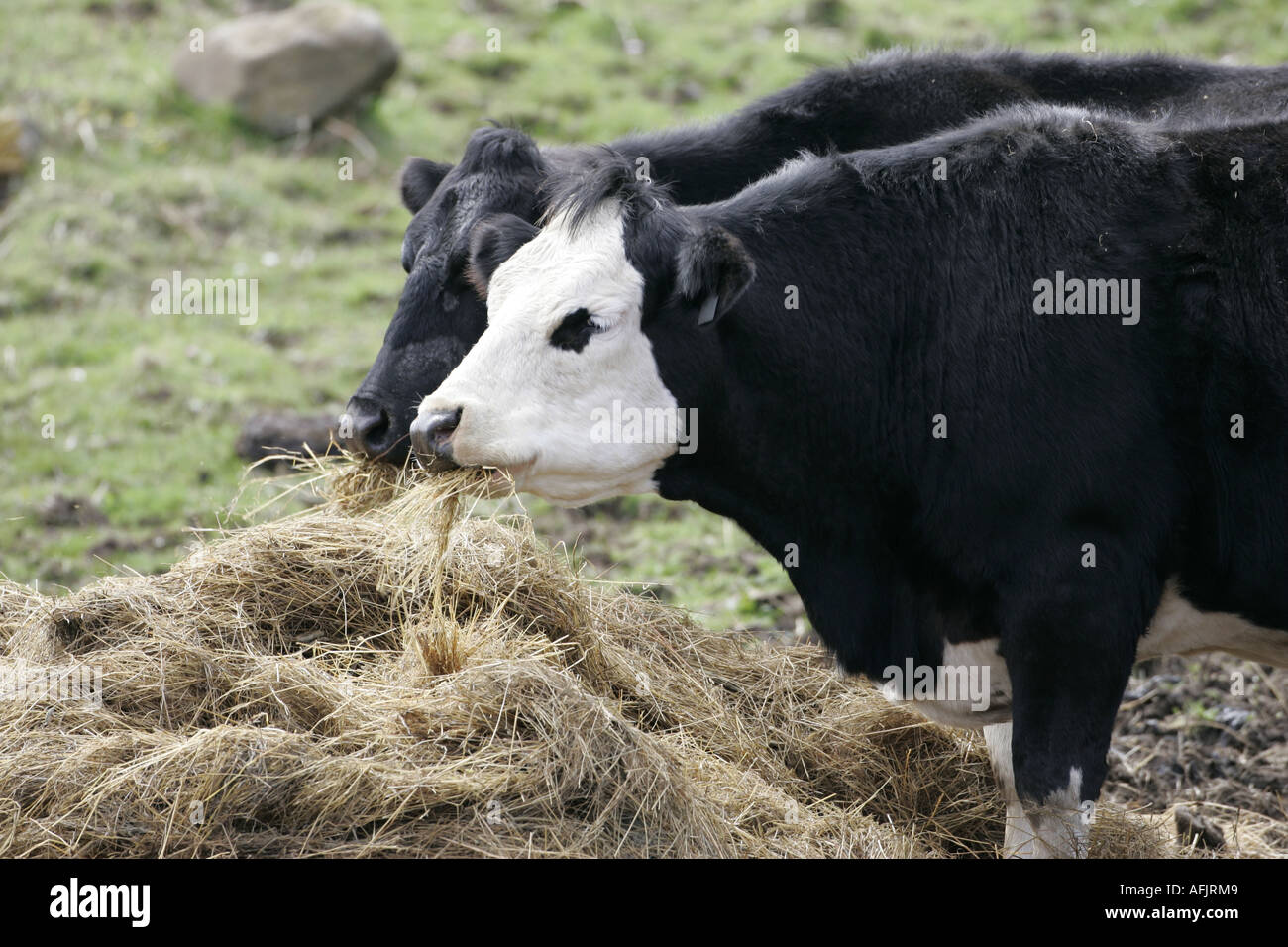 black cows one with white face eat hay on rathlin island northern ...