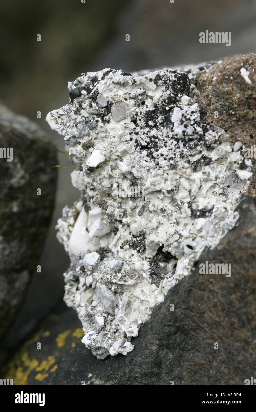 conglomerate chalk rock containing pebbles and fragments attached to ...