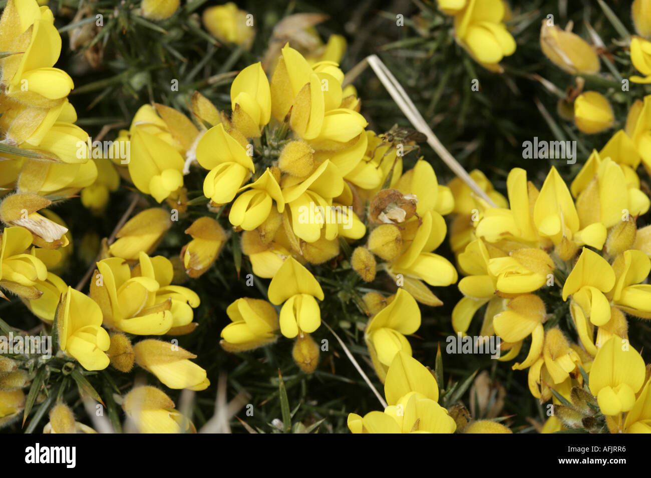 gorse whin furze Ulex europaeus flora yellow bushes in flower rathlin ...