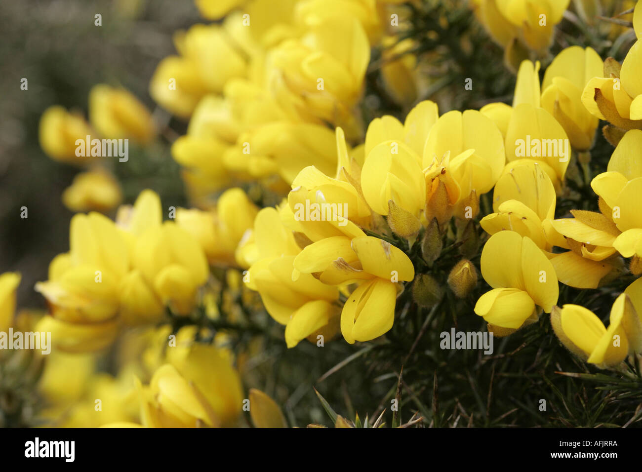 Gorse evergreen bushes hi-res stock photography and images - Alamy