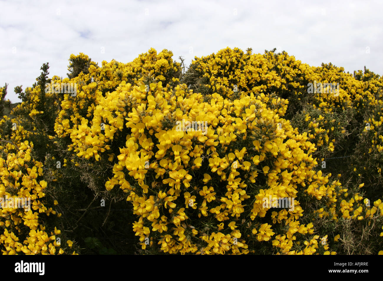 gorse whin furze Ulex europaeus flora yellow bushes in flower rathlin ...