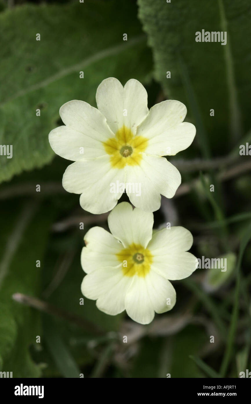 two primroses primula vulgaris flower heads close up rathlin island ...