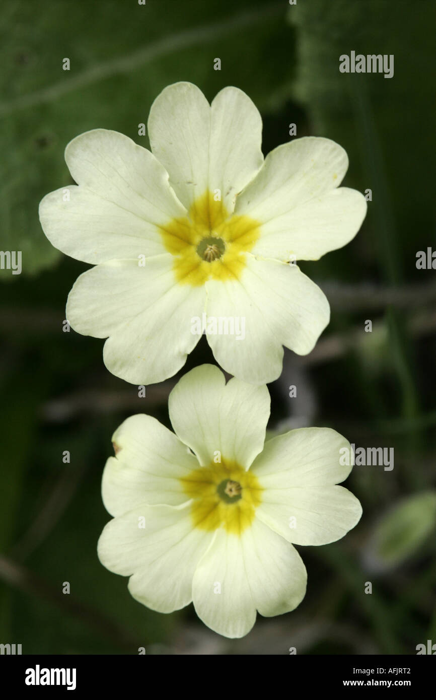 two primroses primula vulgaris flower heads close up rathlin island ...