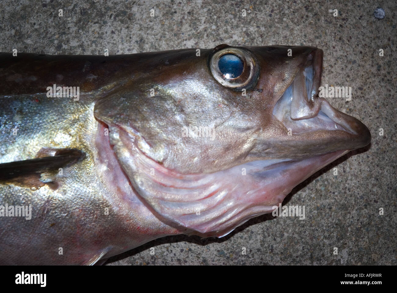 Caught Fish on Pavement Stock Photo - Alamy