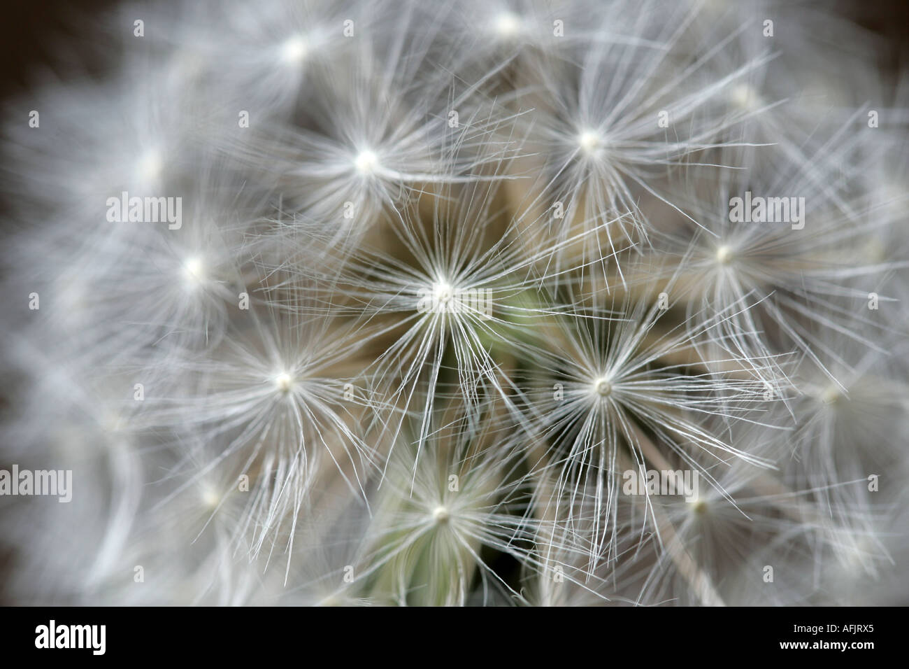 clock head of dandelion taraxacum officinale flower in garden family N ...