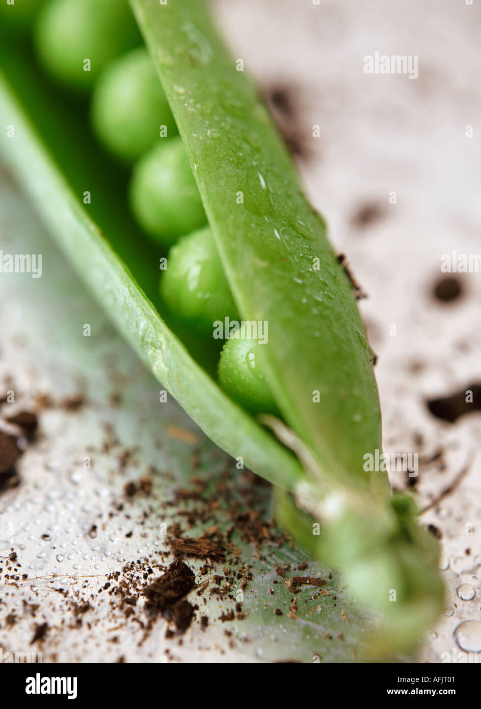 Pea pod on metal work surface with soil Stock Photo - Alamy