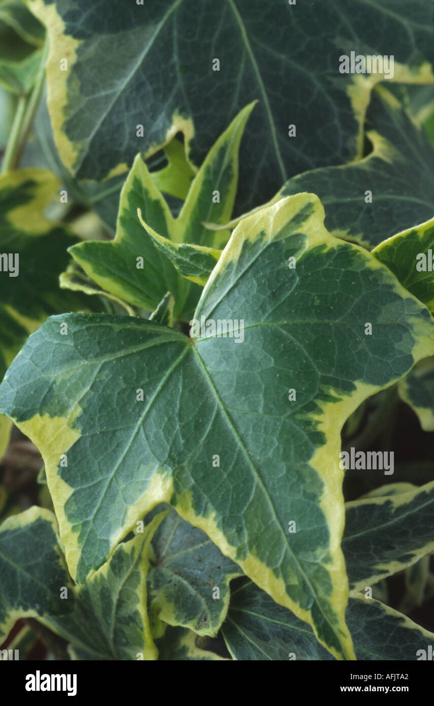 Variegated golden ivy hi-res stock photography and images - Alamy